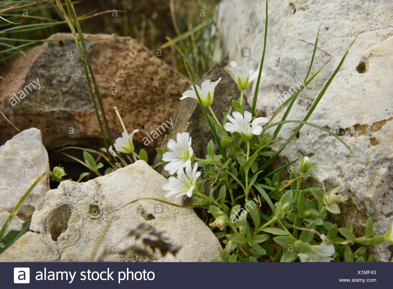 Cerastium Alpinum High Resolution Stock Photography and Images - Alamy