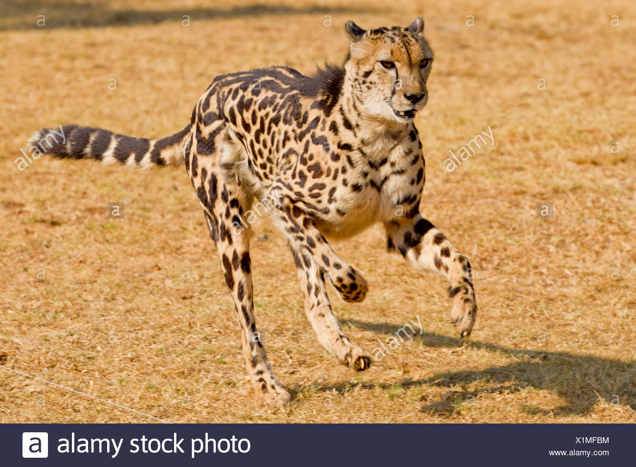 King Cheetah Stock Photos & King Cheetah Stock Images - Alamy