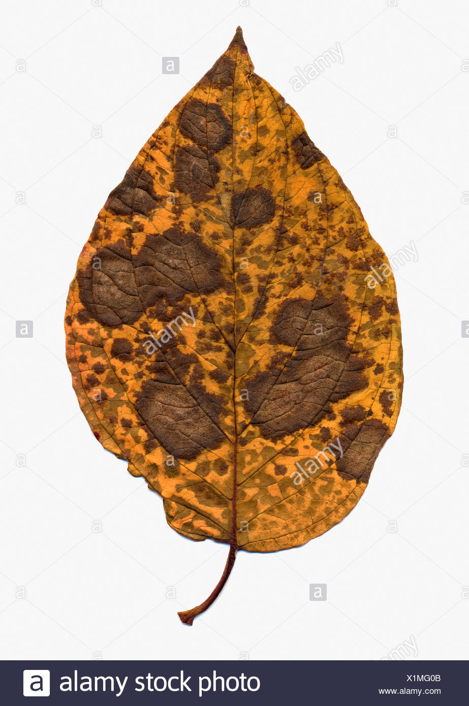 Brown Spots Stock Photos & Brown Spots Stock Images - Alamy