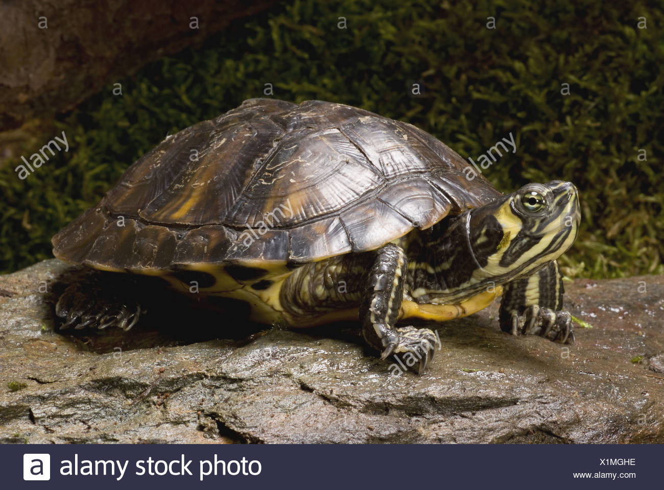 Yellow Bellied Sliders High Resolution Stock Photography and Images - Alamy