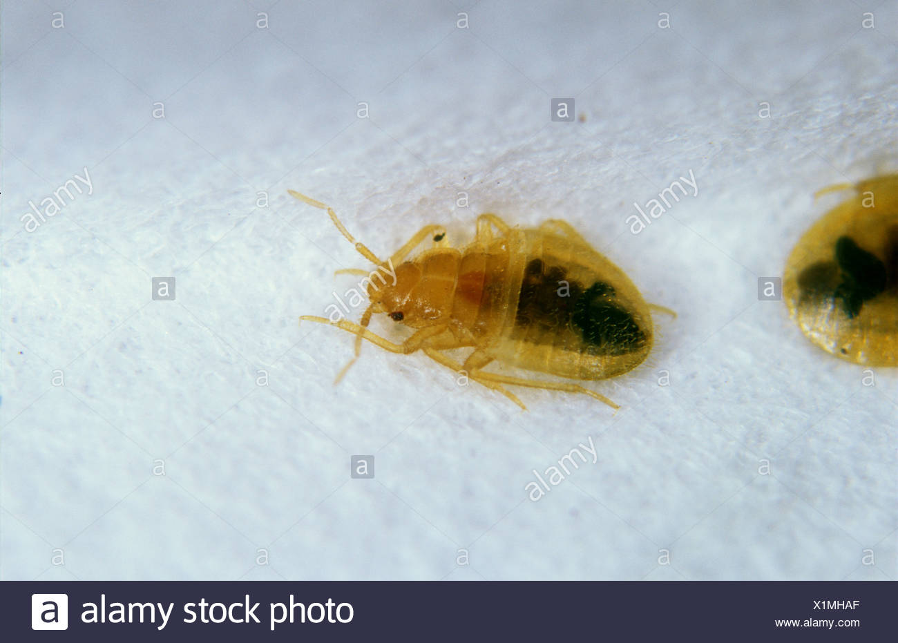 Cimex Lectularius High Resolution Stock Photography and Images - Alamy