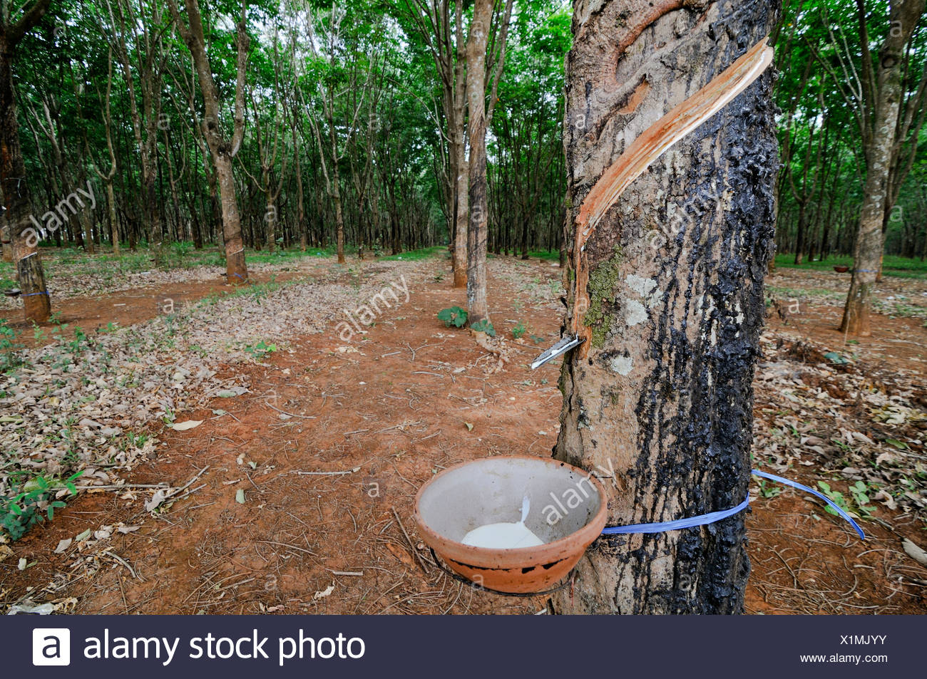 Rubber Plantation Vietnam Asia High Resolution Stock Photography and ...
