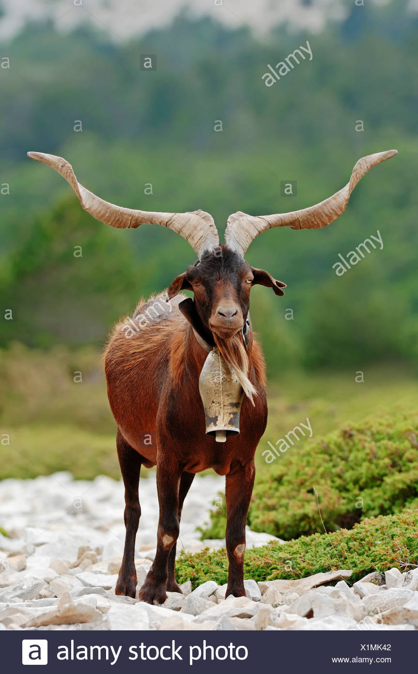 Rove Goat High Resolution Stock Photography and Images - Alamy