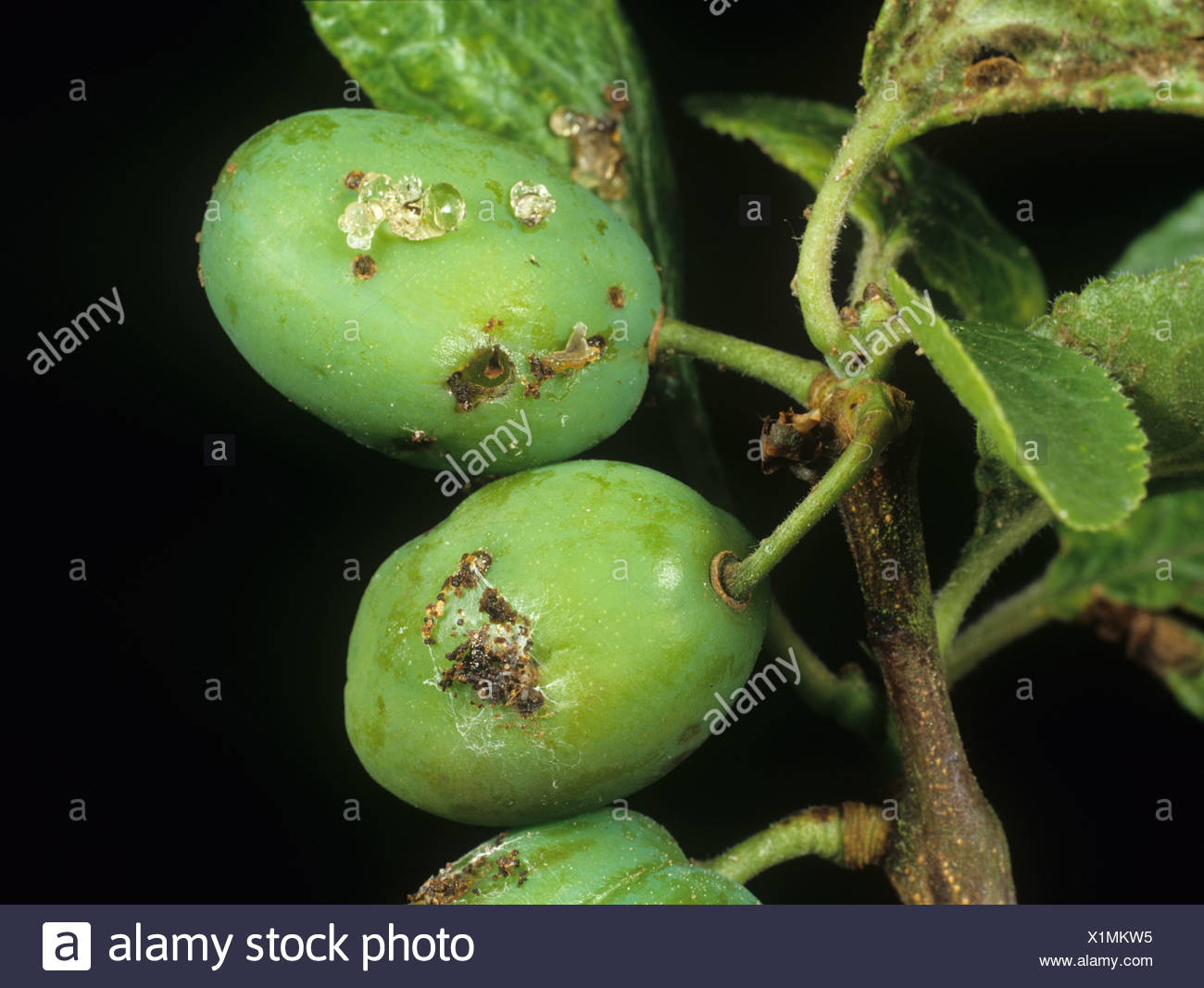 Plum Fruit Moth Stock Photos & Plum Fruit Moth Stock Images - Alamy