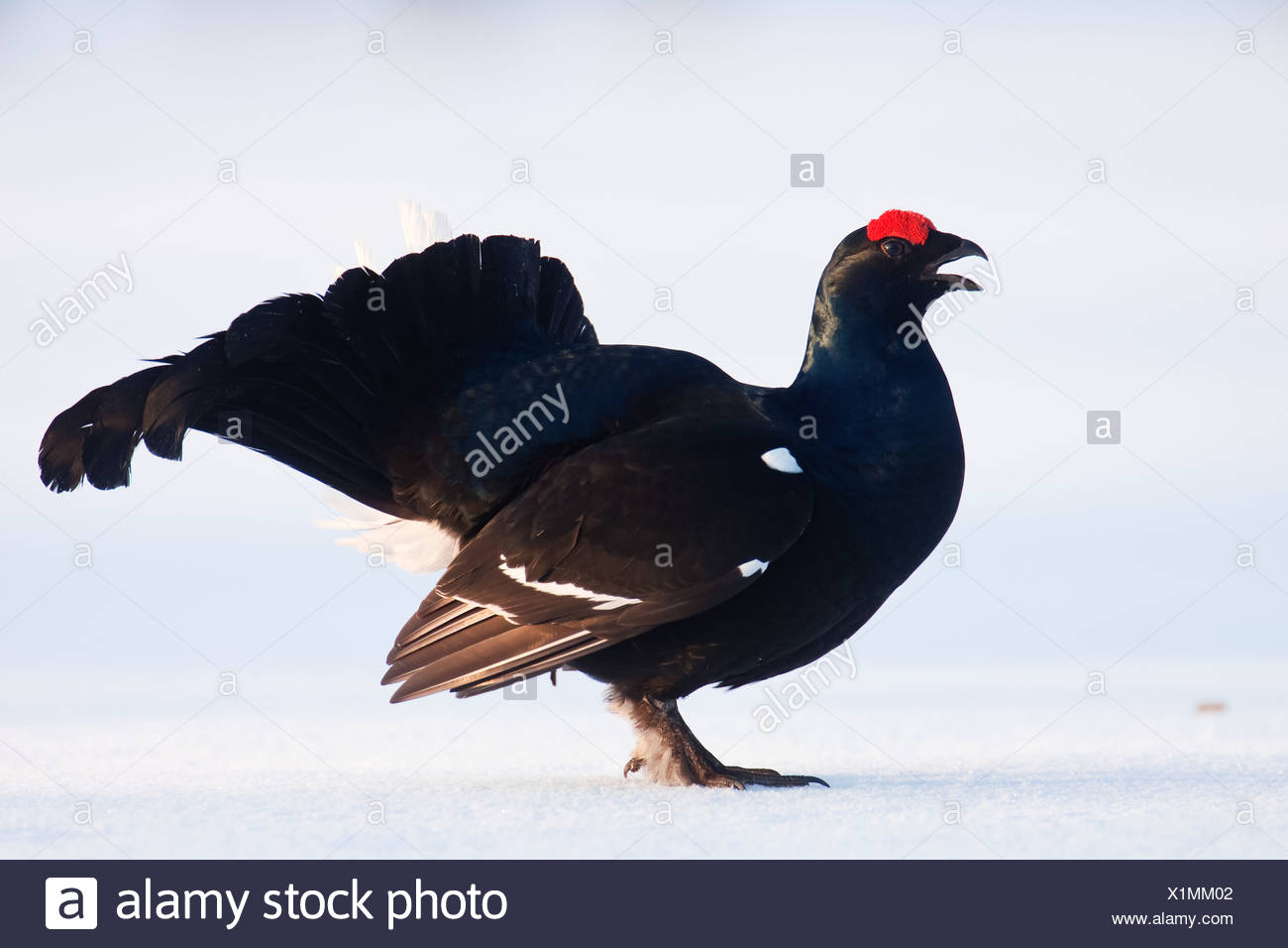 European Black Grouse High Resolution Stock Photography and Images - Alamy