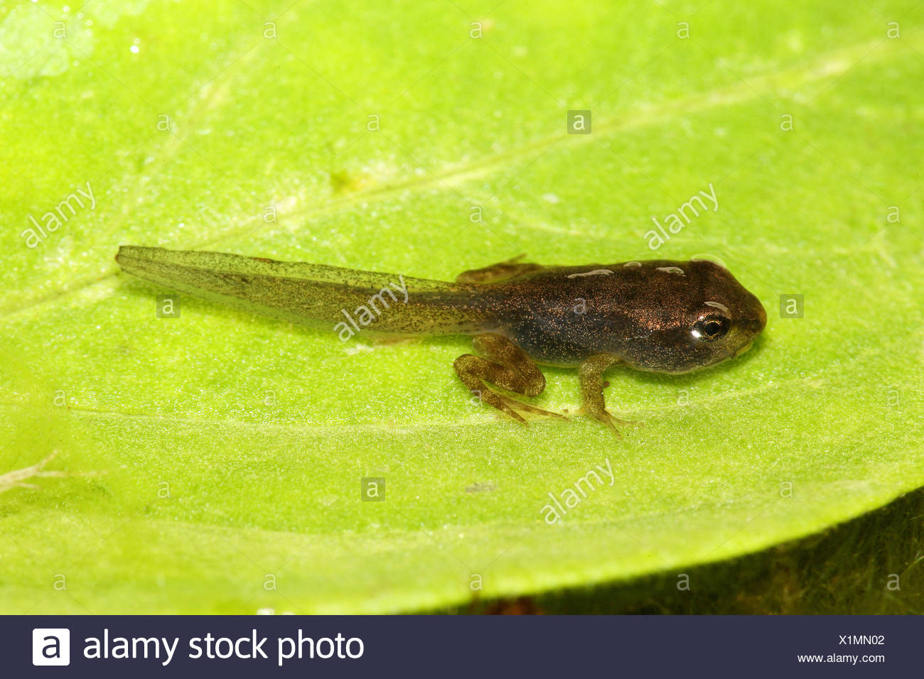 Polliwogs High Resolution Stock Photography and Images - Alamy