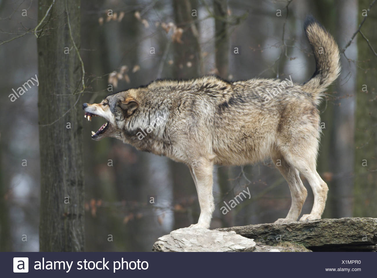 Wolf Baring Teeth High Resolution Stock Photography and Images - Alamy