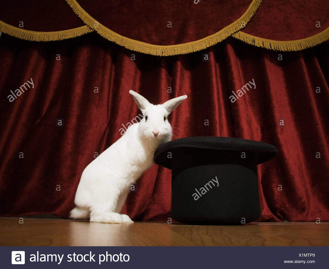 Rabbit Out Of The Hat Stock Photos & Rabbit Out Of The Hat Stock Images ...