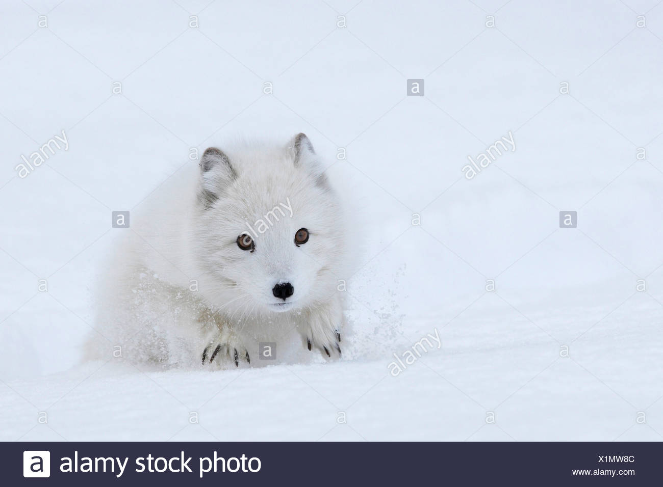 Arctic Fox Running High Resolution Stock Photography and Images - Alamy