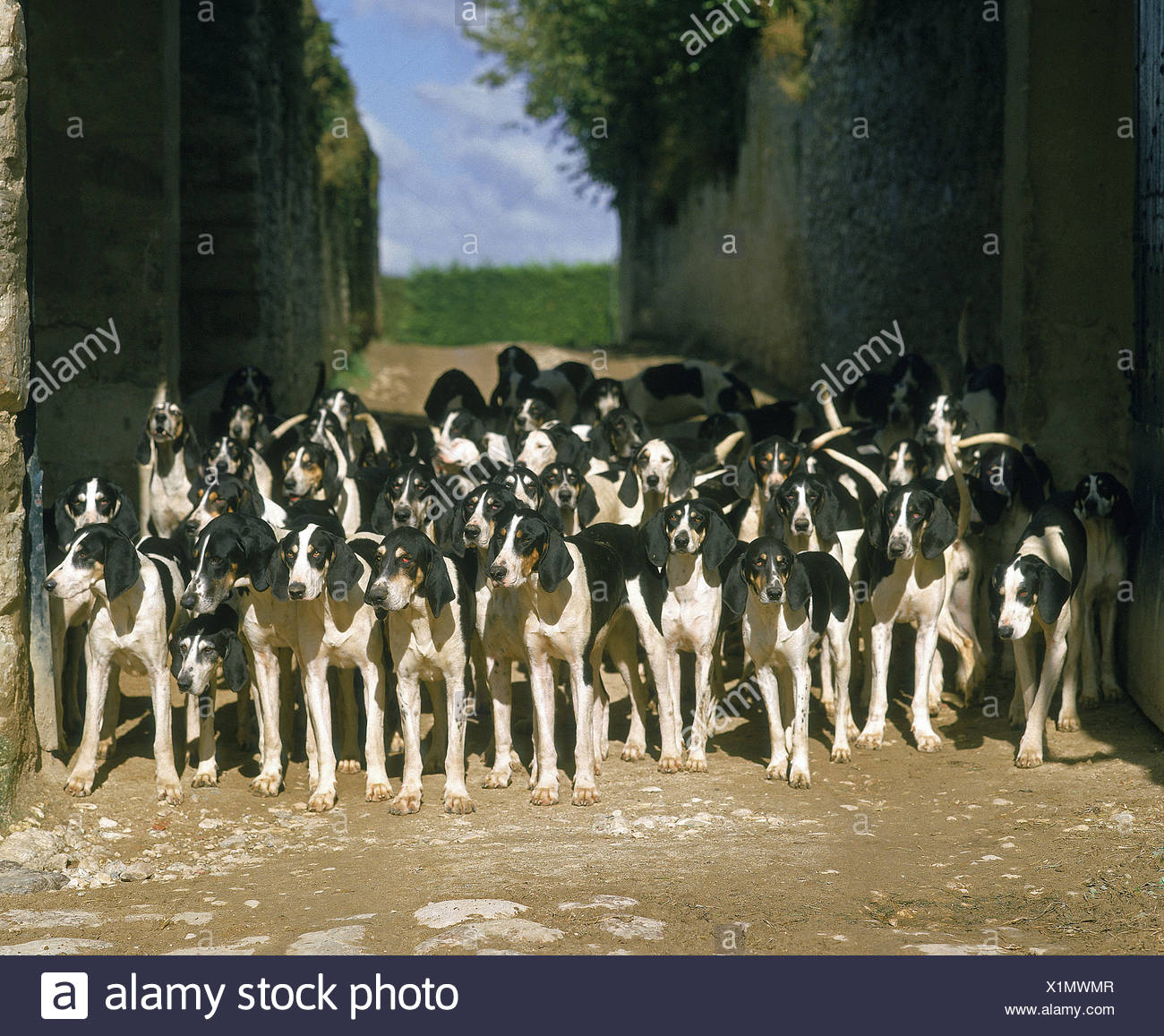 Fox Hunting Stock Photos & Fox Hunting Stock Images - Alamy