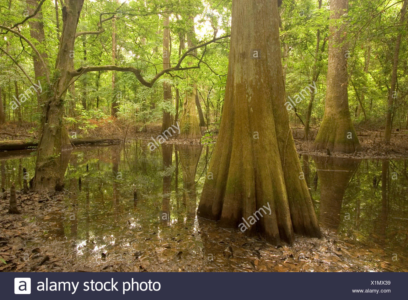 Trunks Of Bald Cypress Tree High Resolution Stock Photography and ...