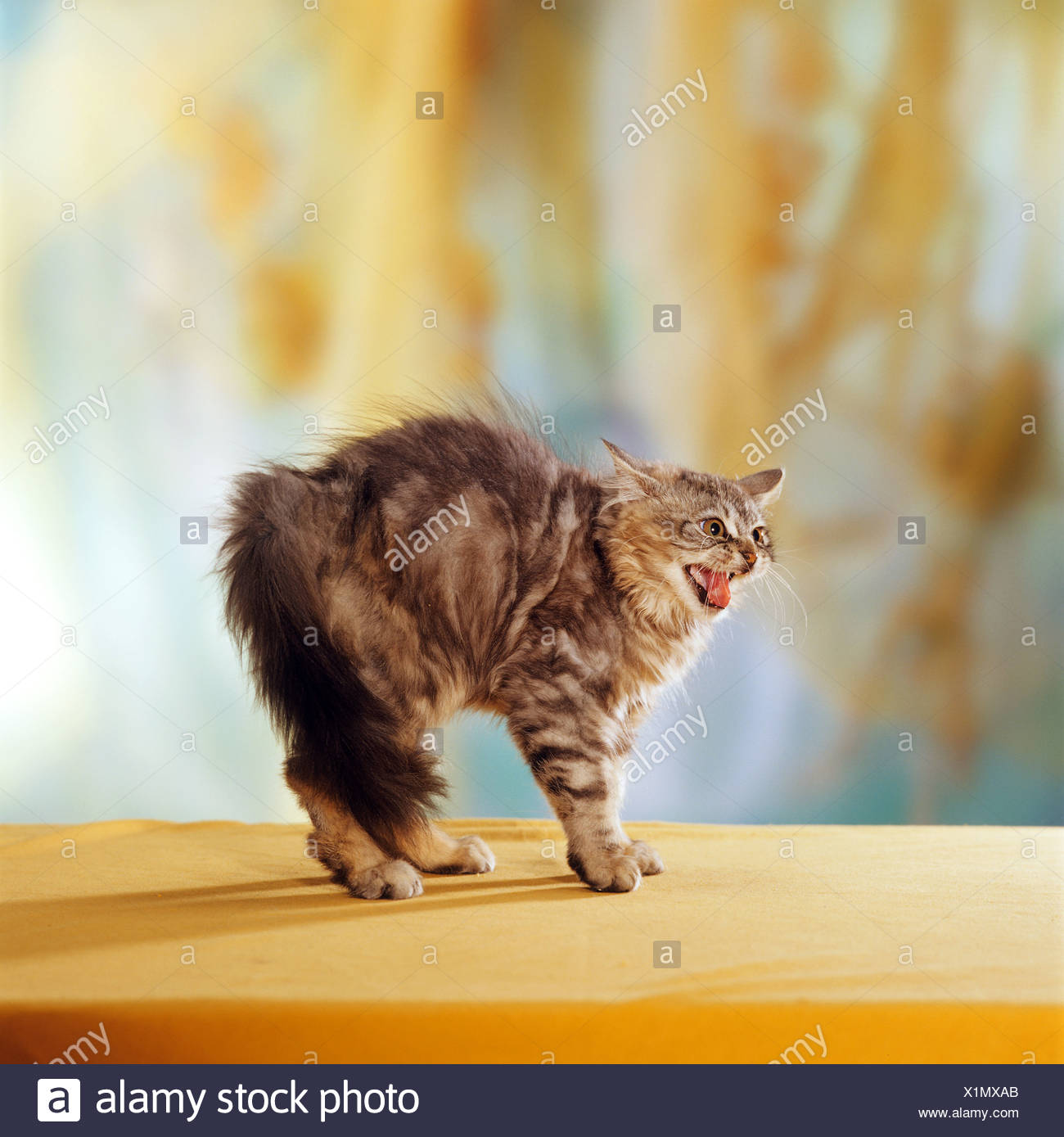 Domestic Cat Hissing Spitting High Resolution Stock Photography and ...
