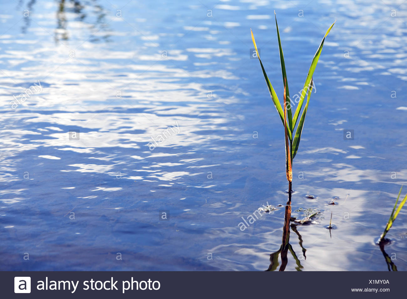 Sedge Grass High Resolution Stock Photography and Images - Alamy