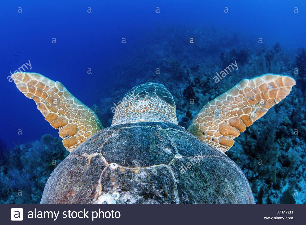 Caretta Caretta Loggerhead High Resolution Stock Photography and Images ...