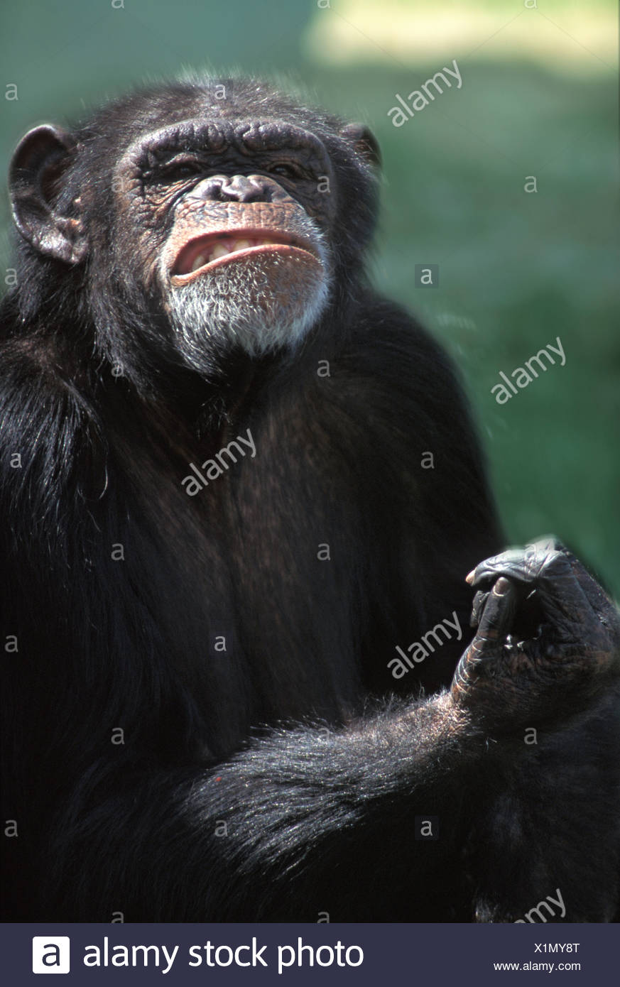 Aggressive Chimpanzee High Resolution Stock Photography and Images - Alamy