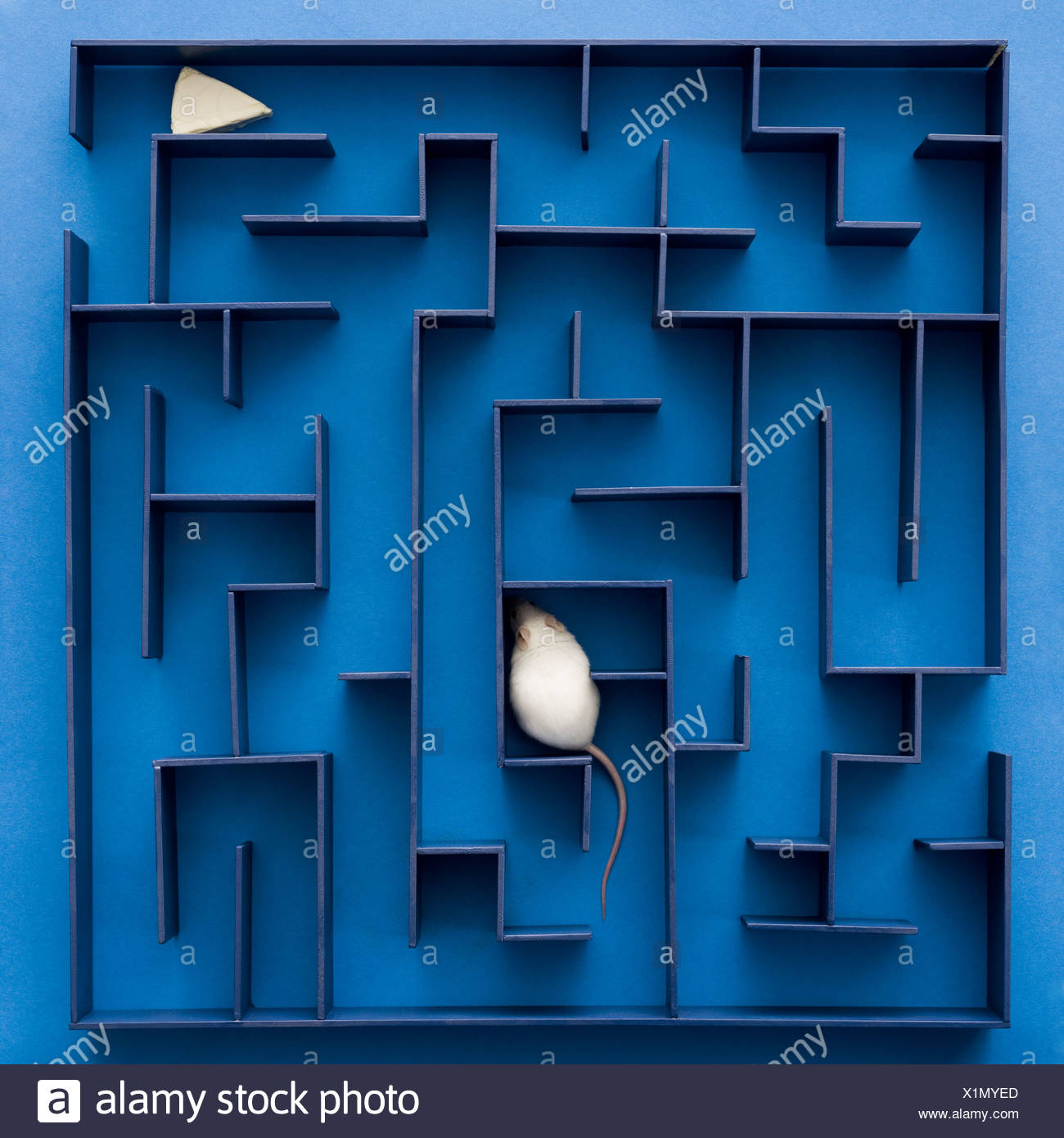 Rat Maze High Resolution Stock Photography and Images - Alamy