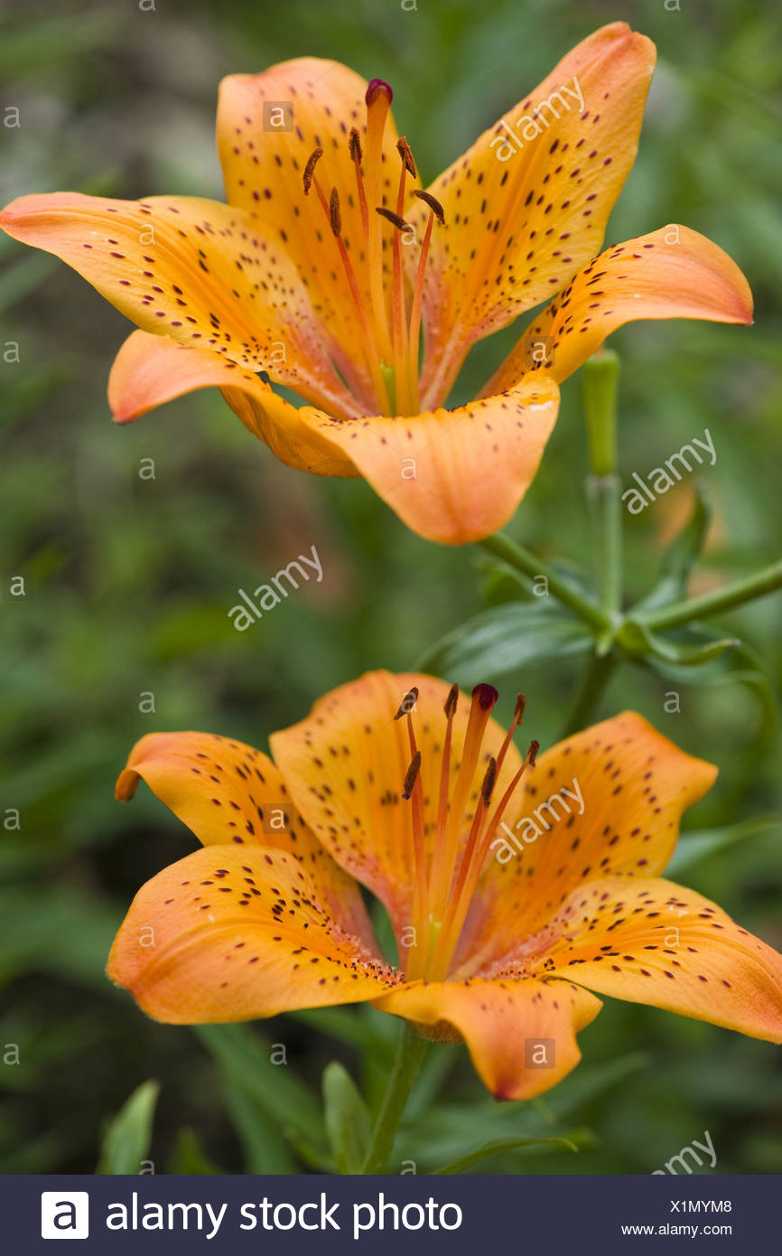 Fire Lilies Stock Photos & Fire Lilies Stock Images - Alamy