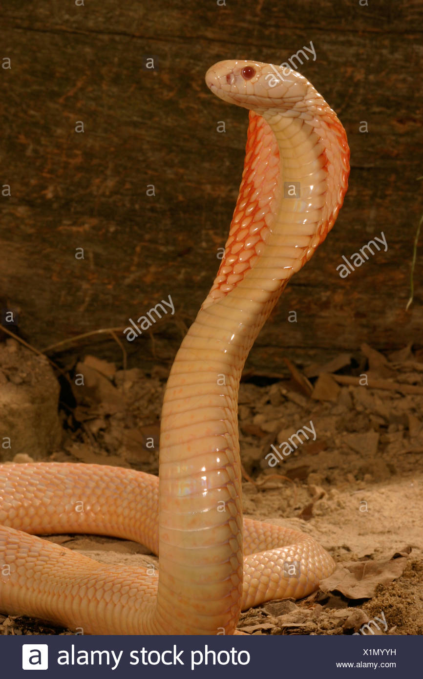 Monocled Cobra High Resolution Stock Photography and Images - Alamy