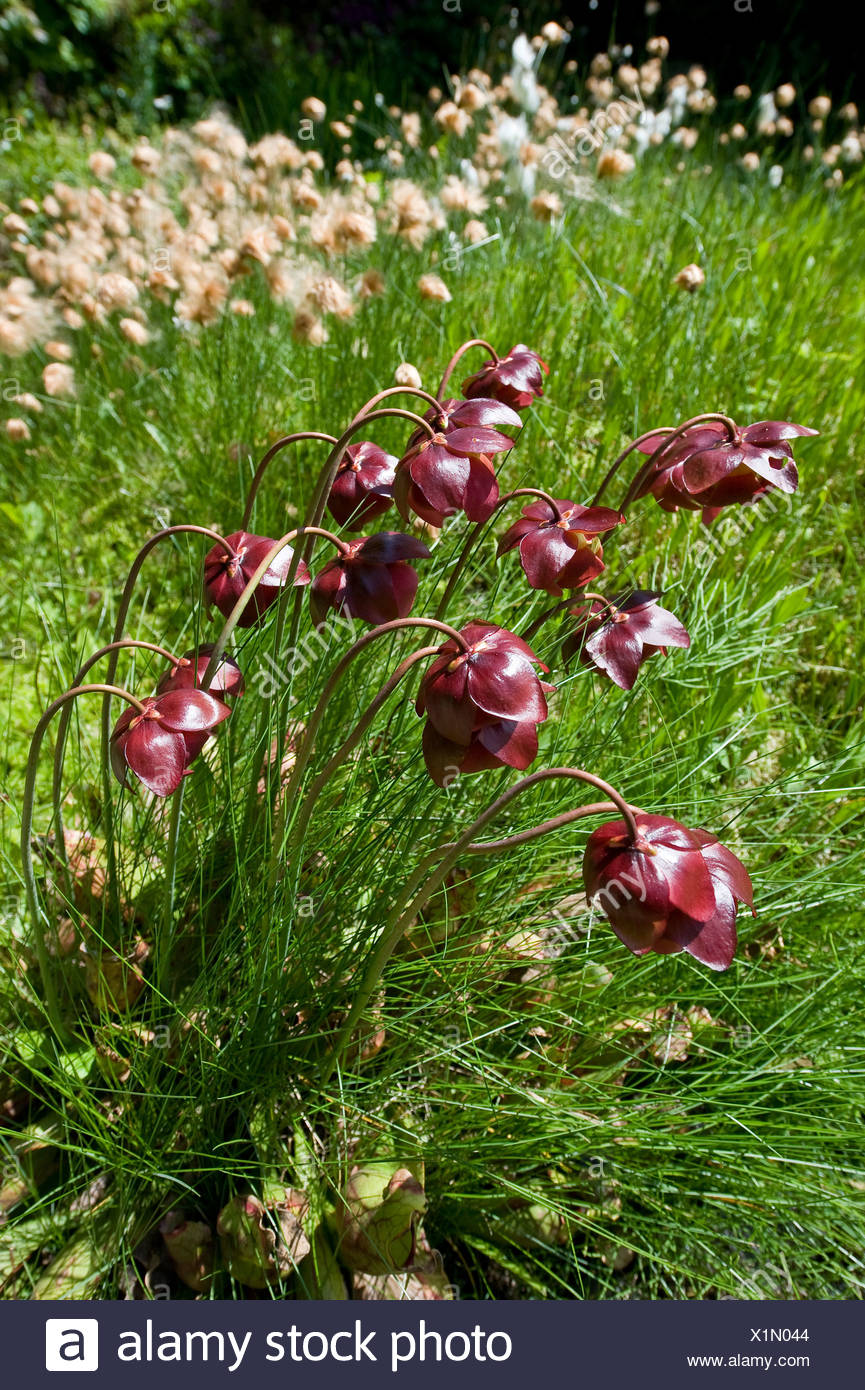 Pitcher Plant Sarracenia Purpurea High Resolution Stock Photography and ...