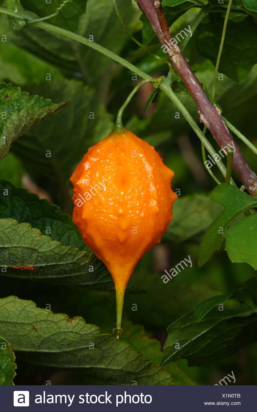 Balsam Apple Stock Photos & Balsam Apple Stock Images - Alamy
