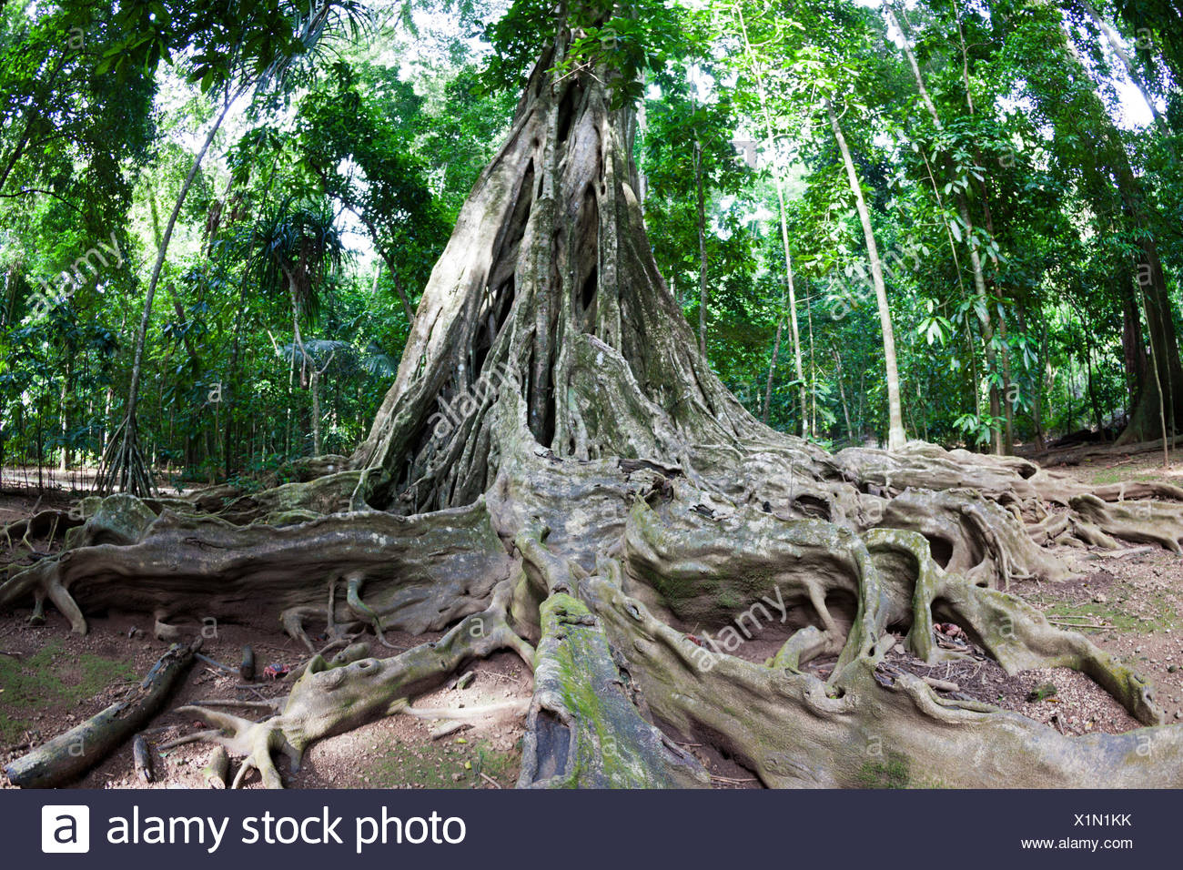 Giant Strangler Figs High Resolution Stock Photography and Images - Alamy