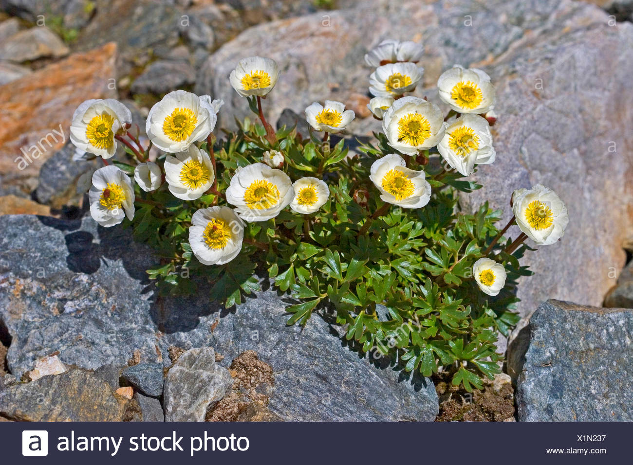 Plant Between Rocks High Resolution Stock Photography and Images - Alamy