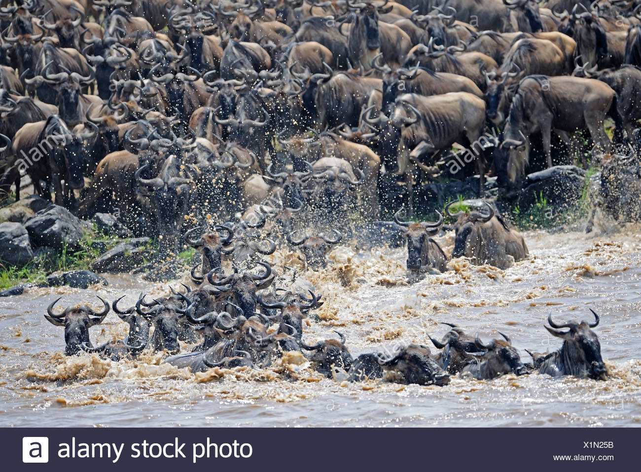 Great Migration Crossing The Mara River High Resolution Stock ...