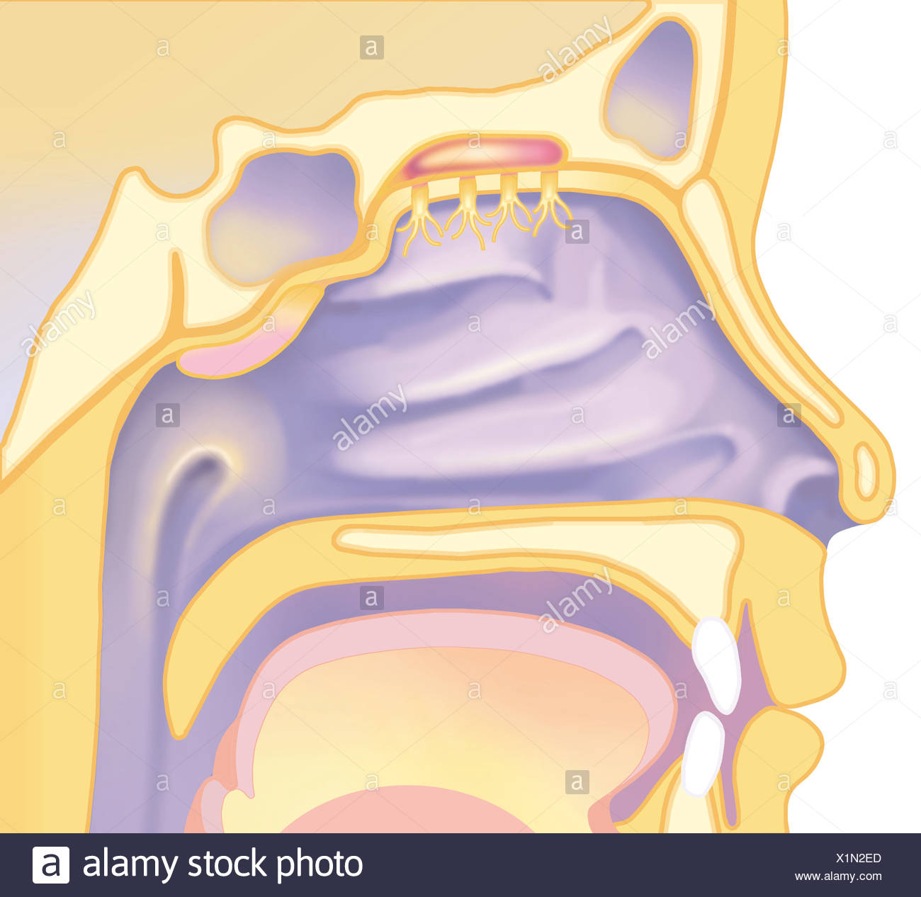 Meatus High Resolution Stock Photography and Images - Alamy