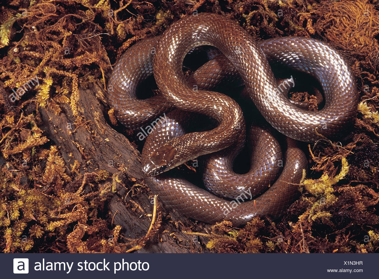 Indian Smooth Snake High Resolution Stock Photography and Images - Alamy