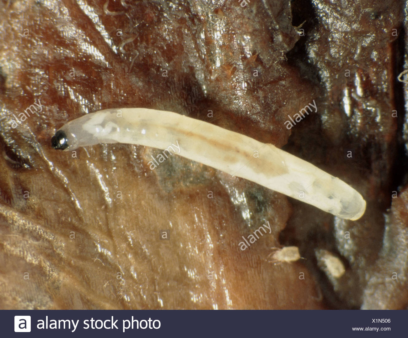 Fungus Gnat Stock Photos & Fungus Gnat Stock Images - Alamy