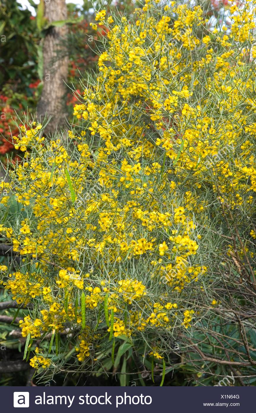 Cassia Artemisioides High Resolution Stock Photography and Images - Alamy