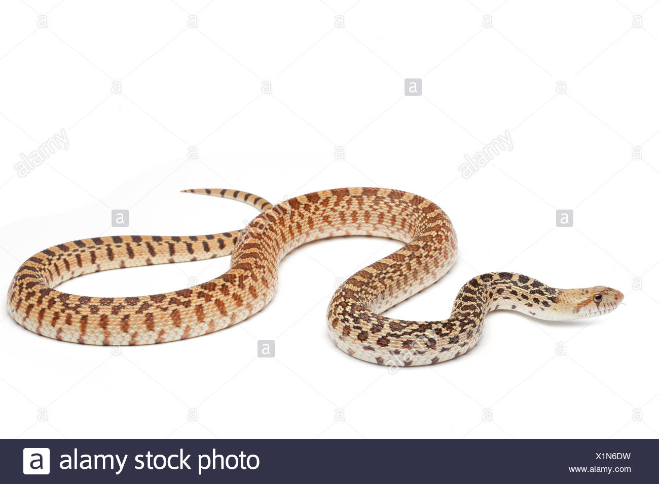 Bull Snake Stock Photos & Bull Snake Stock Images - Alamy