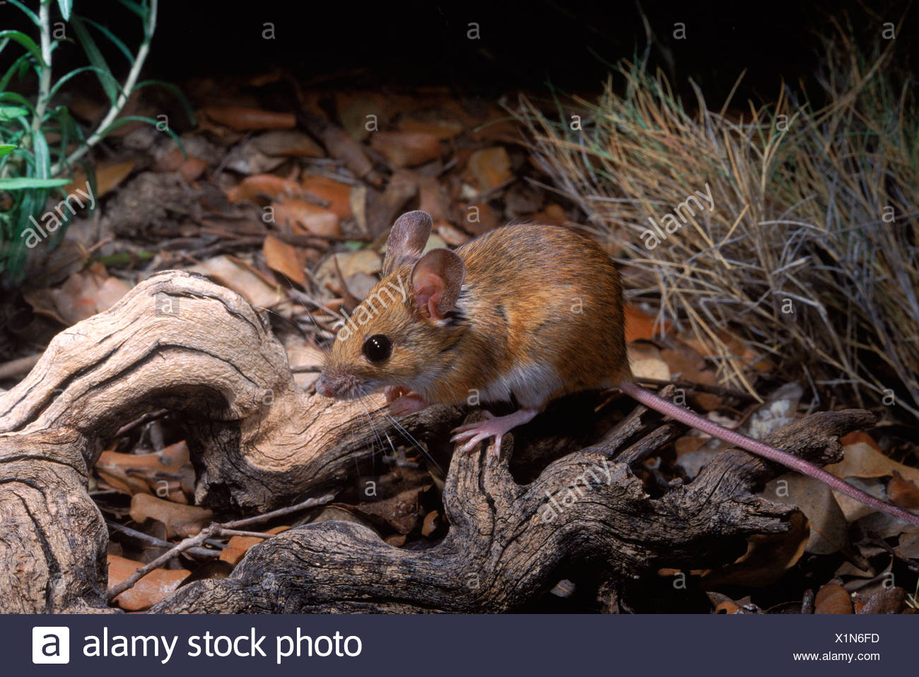 Rodent Spain Spanish Wildlife High Resolution Stock Photography and ...