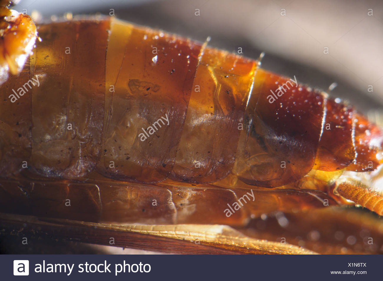 Cockroach Larvae Stock Photos & Cockroach Larvae Stock Images - Alamy