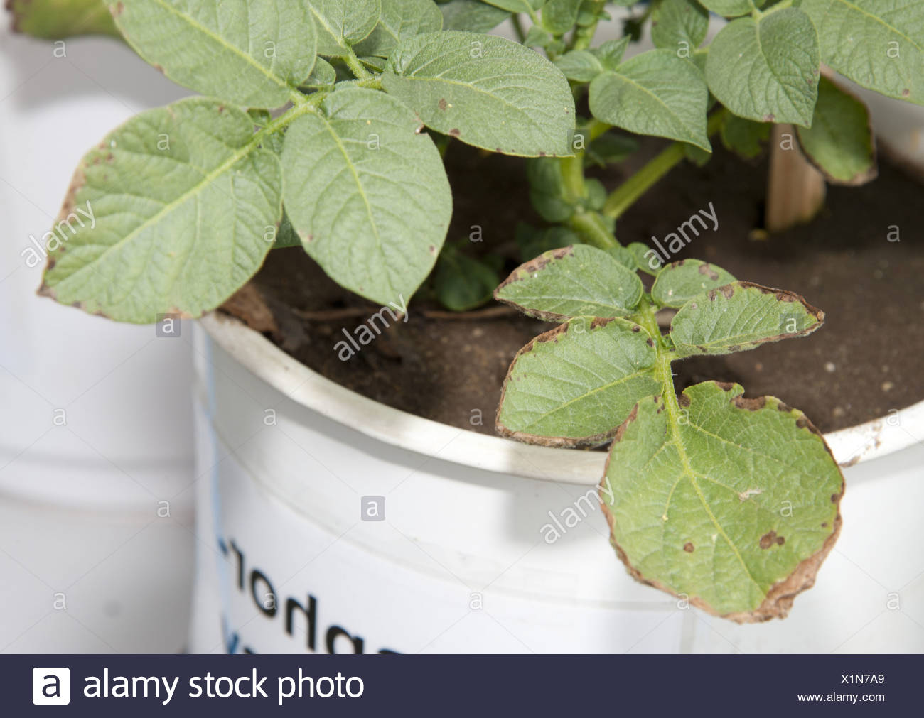 Phosphorus Deficiency High Resolution Stock Photography and Images - Alamy