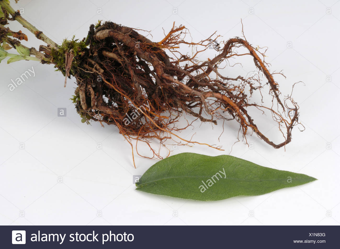 Madder High Resolution Stock Photography and Images - Alamy
