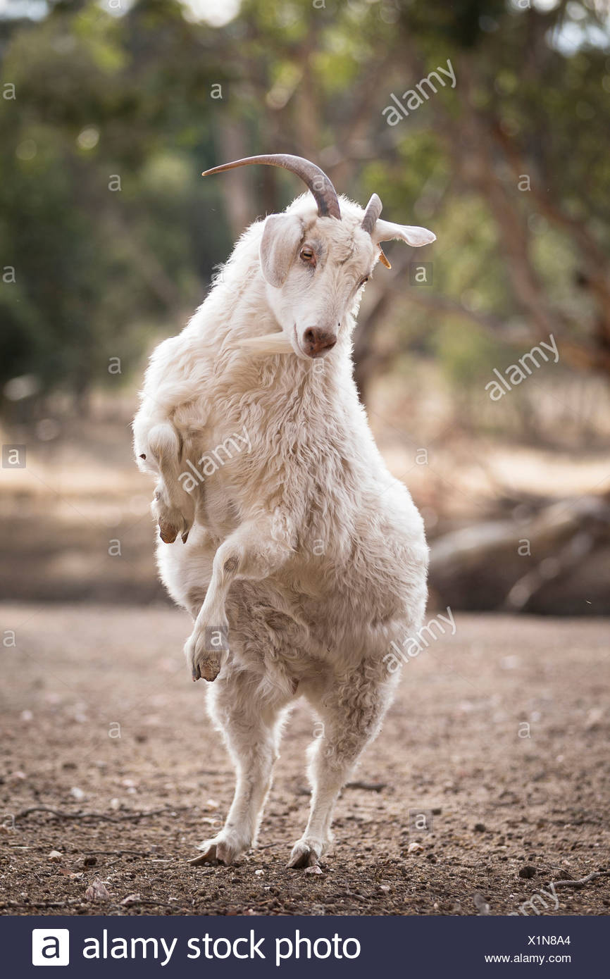 Goat Standing On Hind Legs High Resolution Stock Photography and Images ...