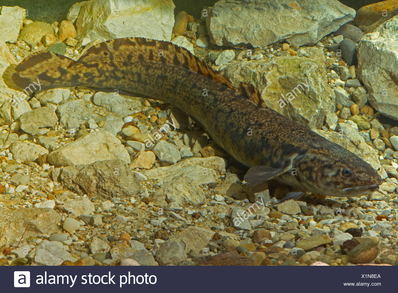 Lota Lota Stock Photos & Lota Lota Stock Images - Alamy