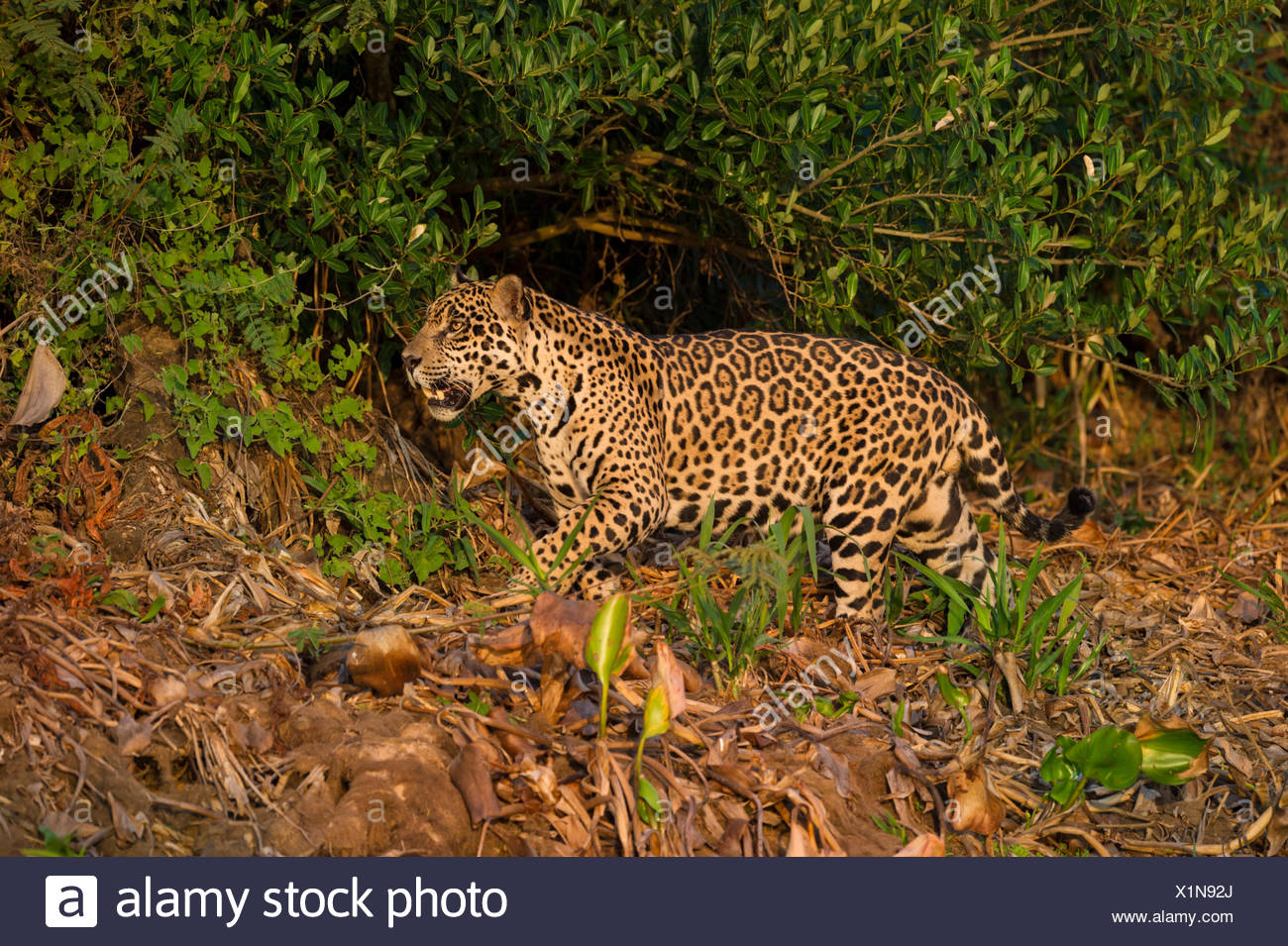 Male Jaguar Stock Photos & Male Jaguar Stock Images - Alamy