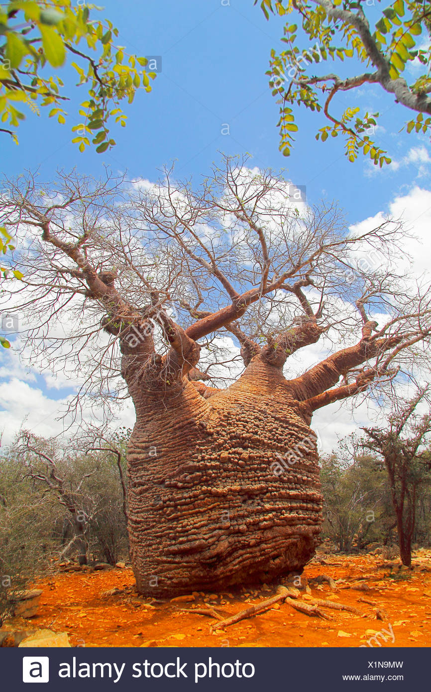 Baobab Tree Madagascar Stock Photos & Baobab Tree Madagascar Stock ...