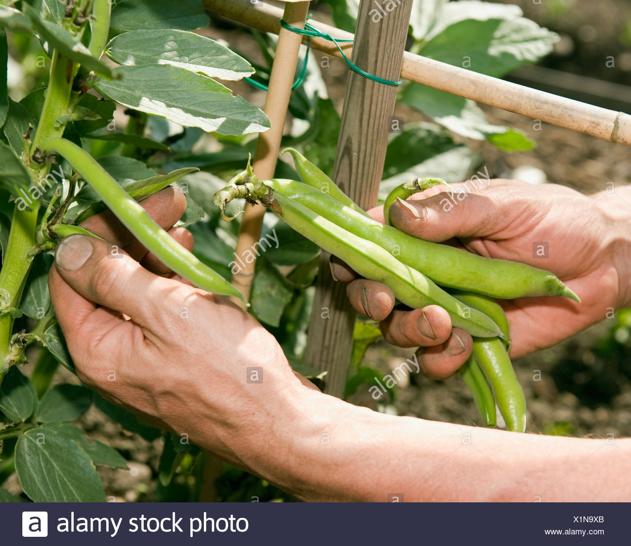 Person Picking Beans High Resolution Stock Photography and Images - Alamy