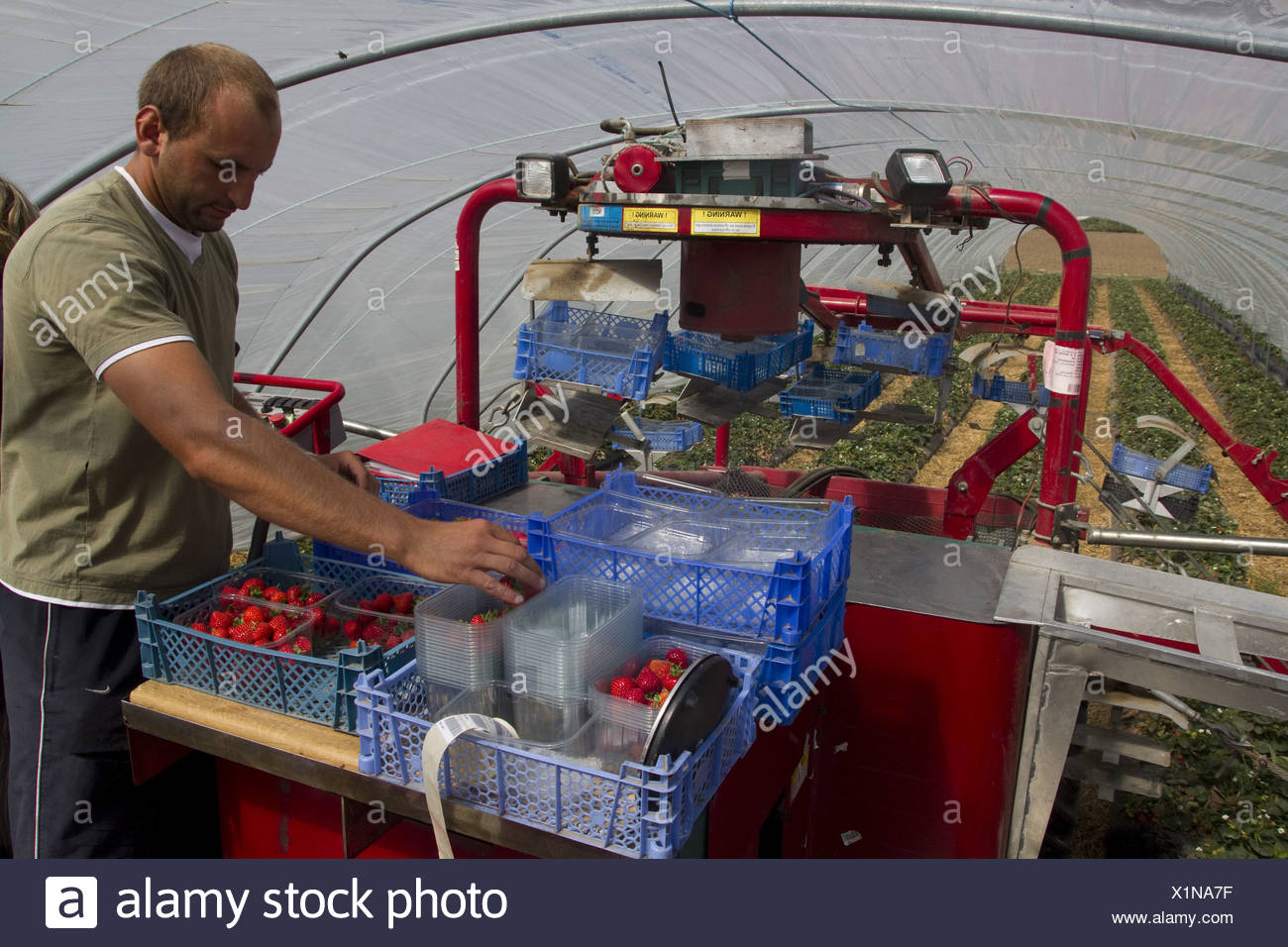 Strawberry Picking Machine High Resolution Stock Photography and Images ...