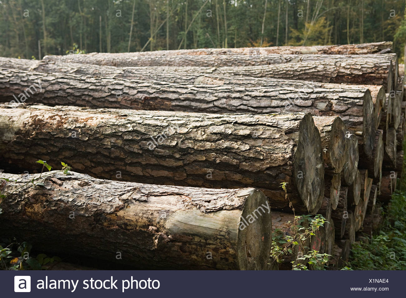 Tree Is Felled High Resolution Stock Photography and Images - Alamy