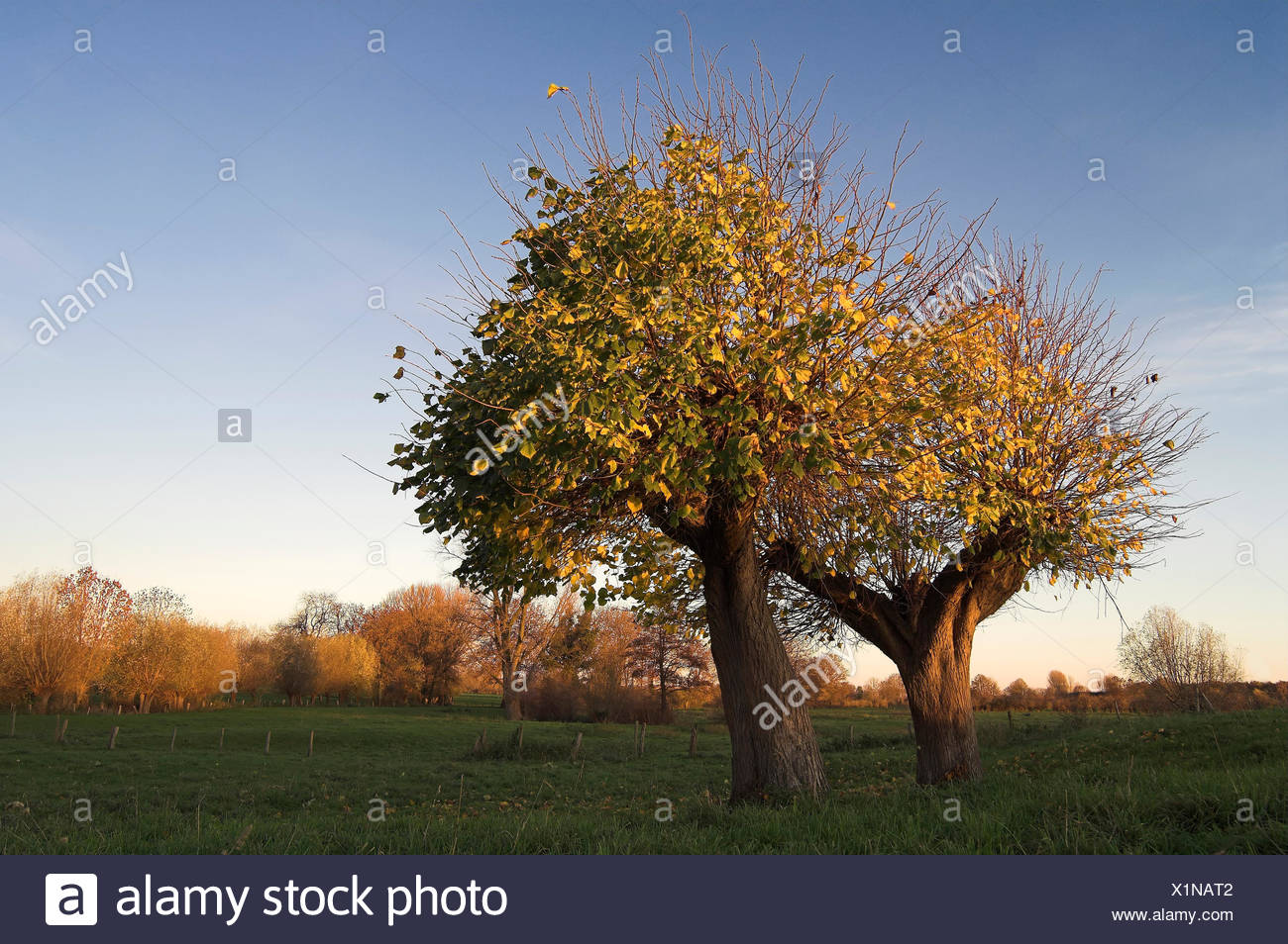 Coppiced Trees Stock Photos & Coppiced Trees Stock Images - Alamy