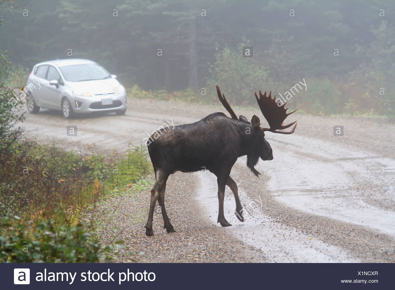 Moose And Car High Resolution Stock Photography and Images - Alamy