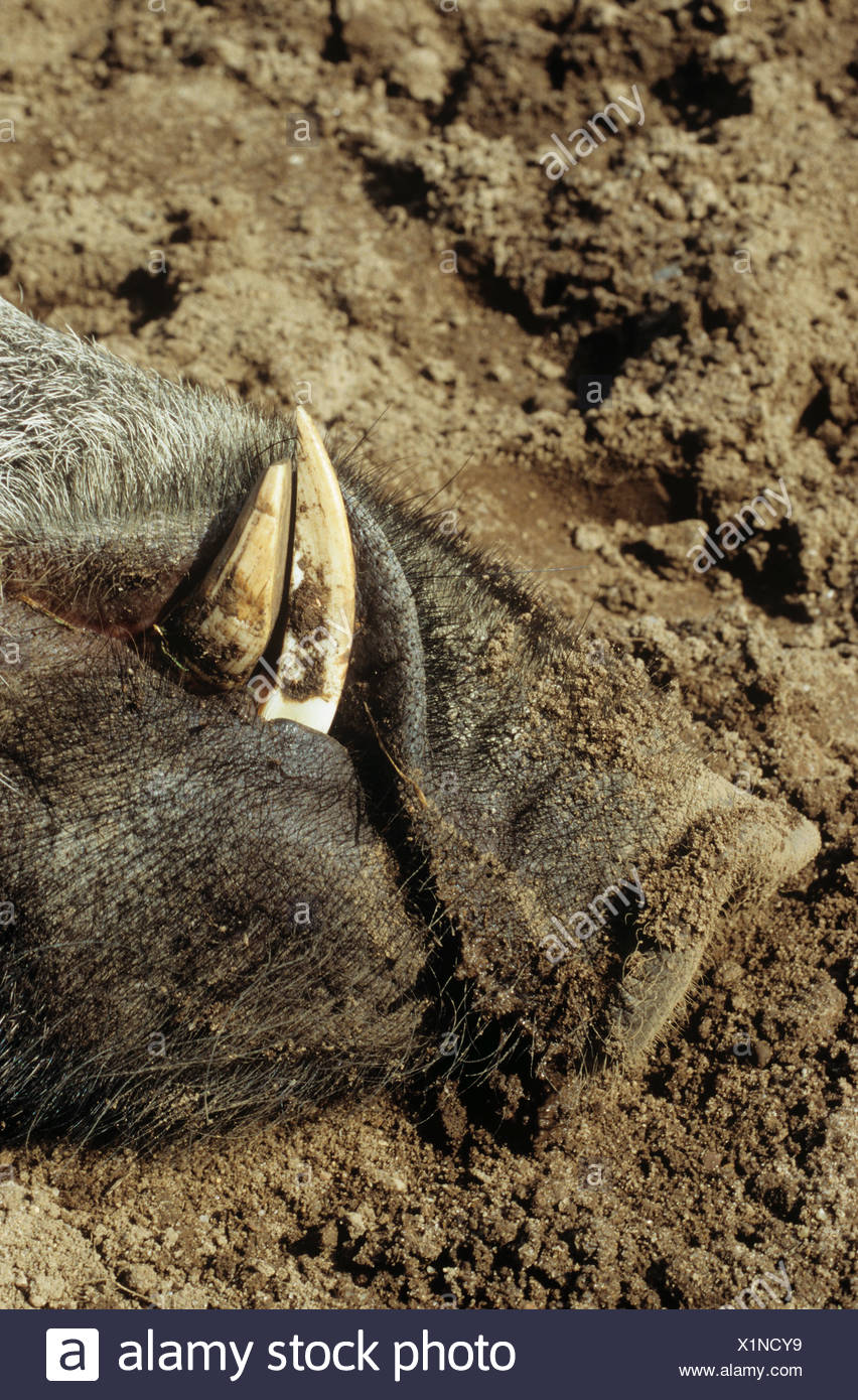 Wild Boars Teeth Stock Photos & Wild Boars Teeth Stock Images - Alamy