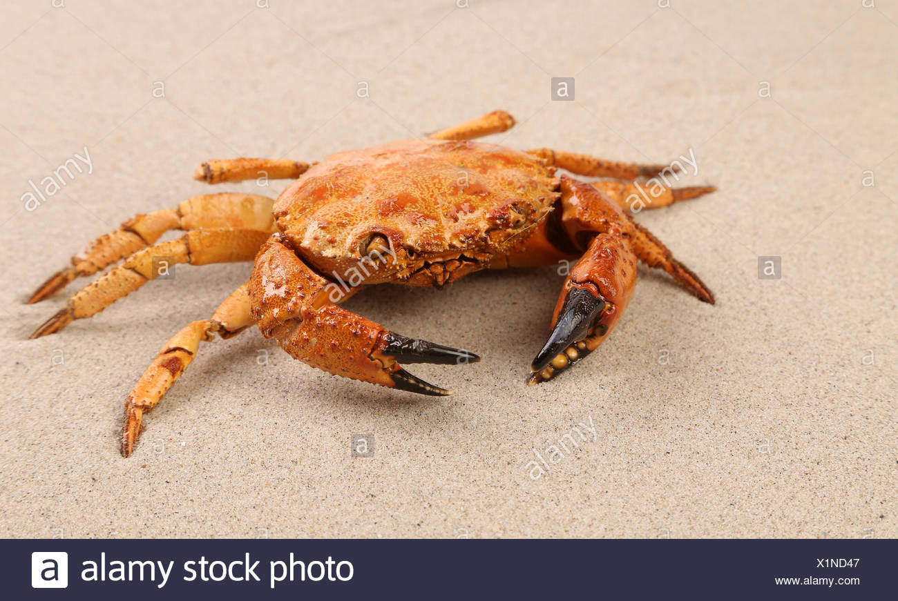 Crab In Peru Stock Photos & Crab In Peru Stock Images - Alamy