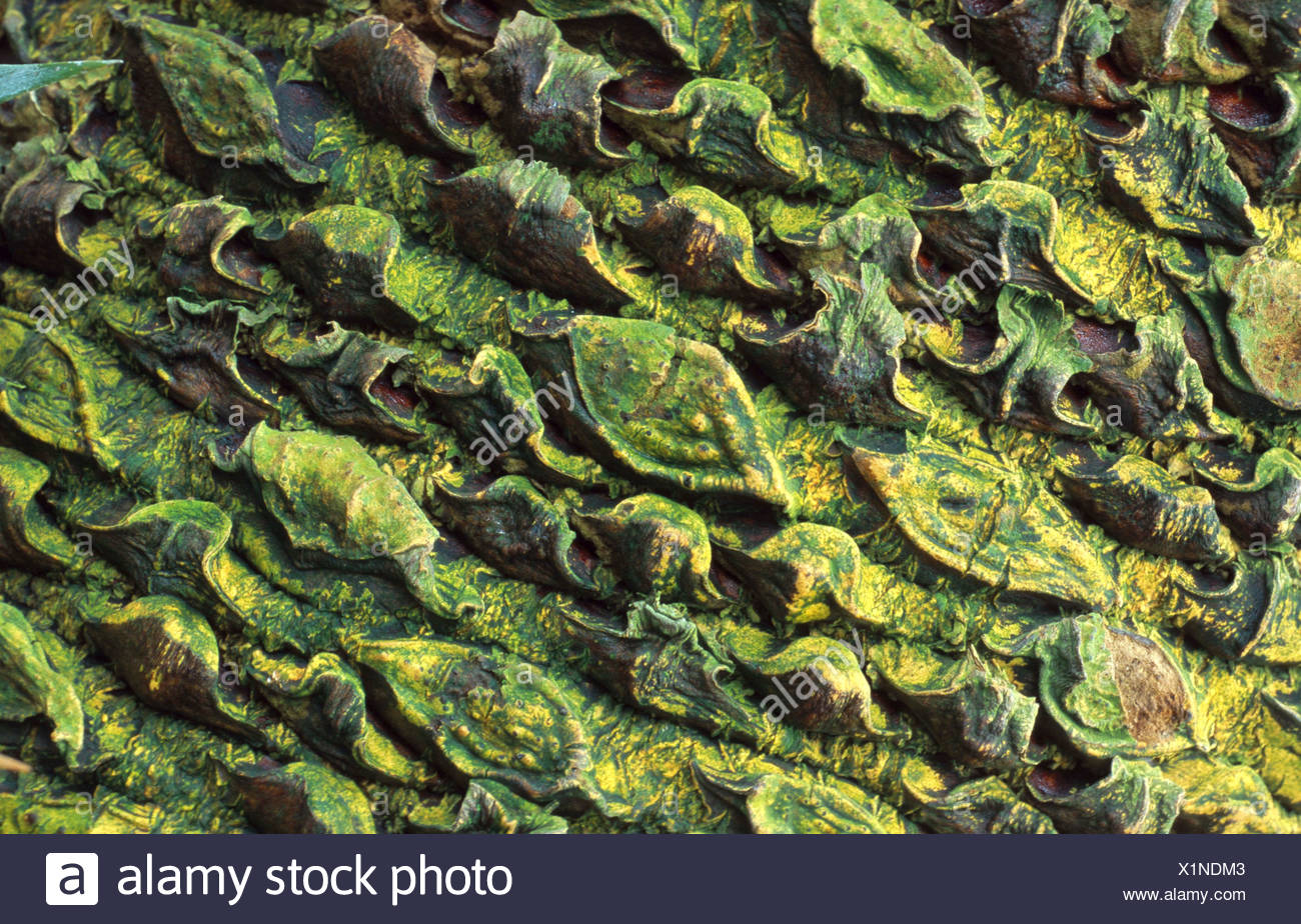 Leaf Scars High Resolution Stock Photography and Images - Alamy
