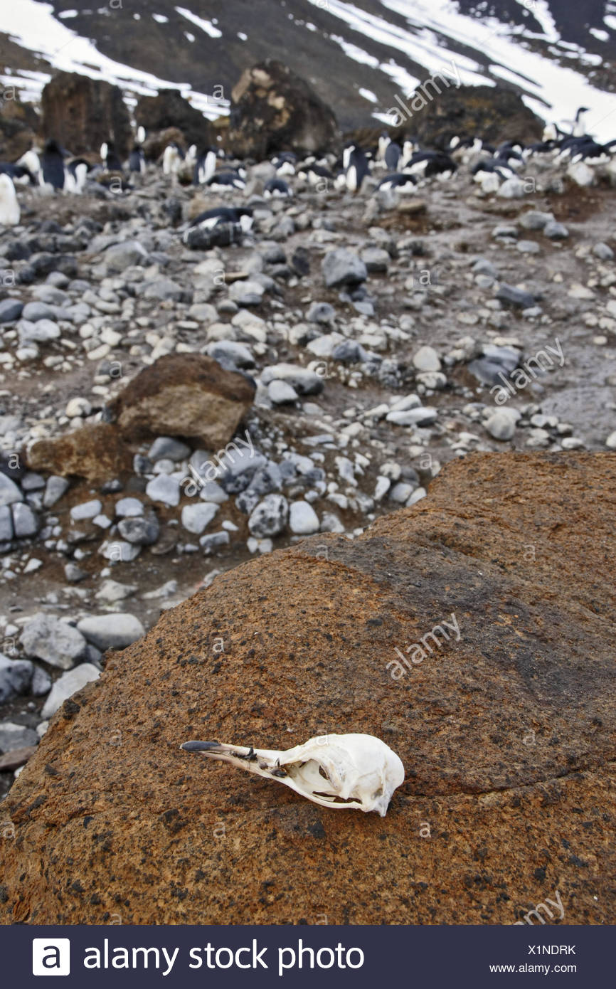 Penguin Skeleton Stock Photos & Penguin Skeleton Stock Images - Alamy