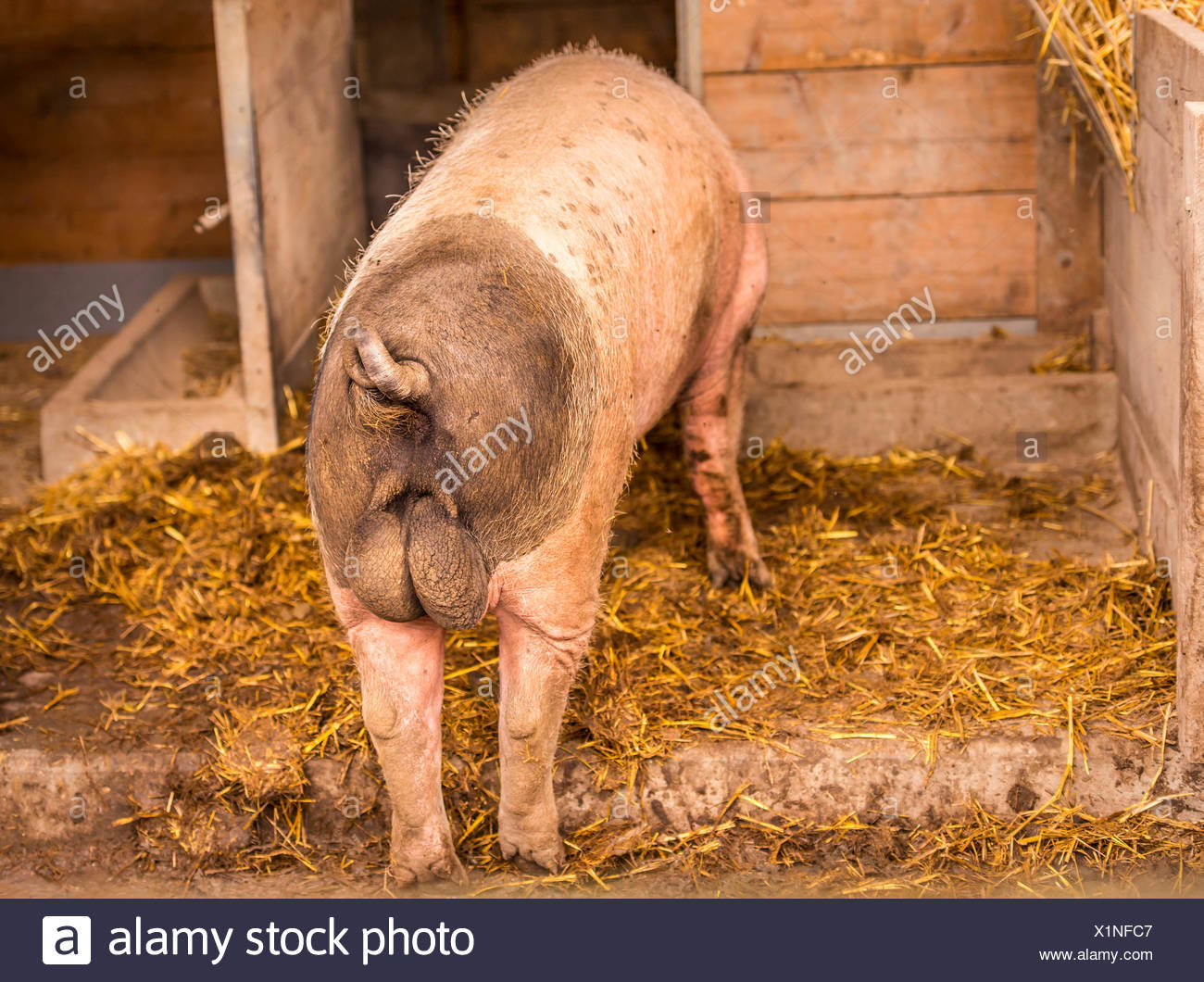 Animal Genitals High Resolution Stock Photography and Images - Alamy